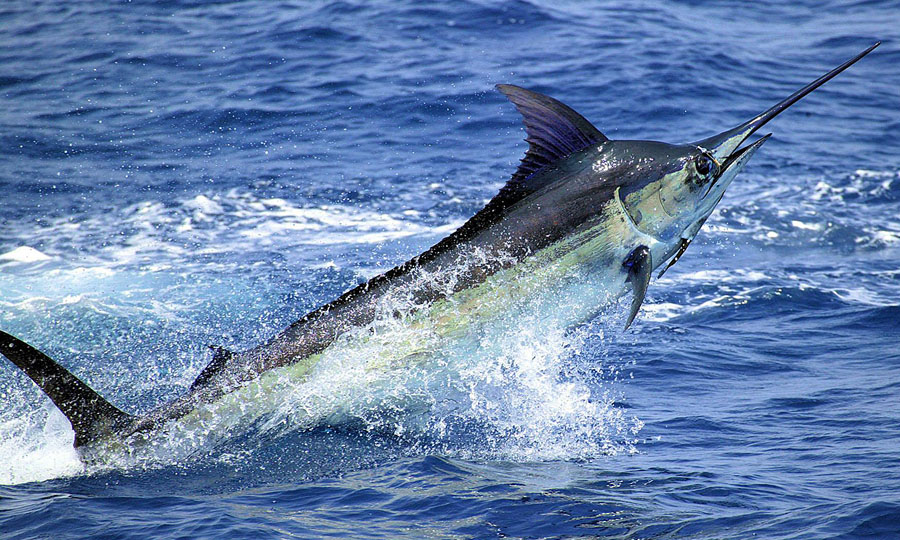 Top 10 Game Fish of Puerto Rico