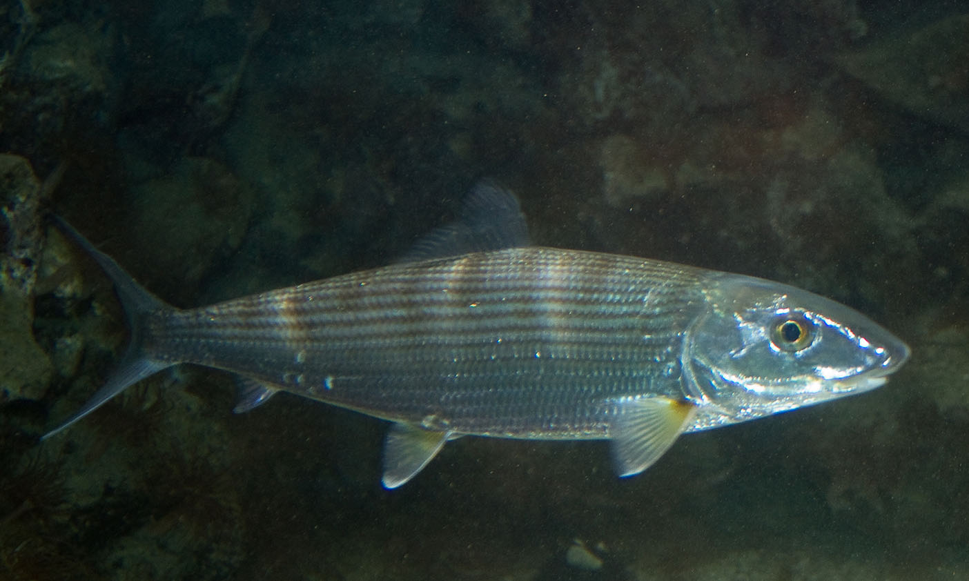 Top 10 Game Fish of Puerto Rico