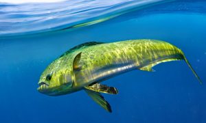 Top 10 Game Fish of Puerto Rico