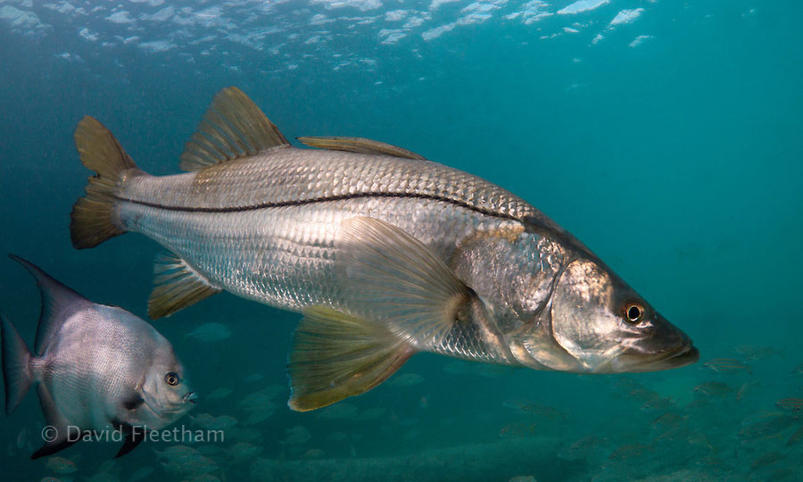 Top 10 Game Fish of Puerto Rico