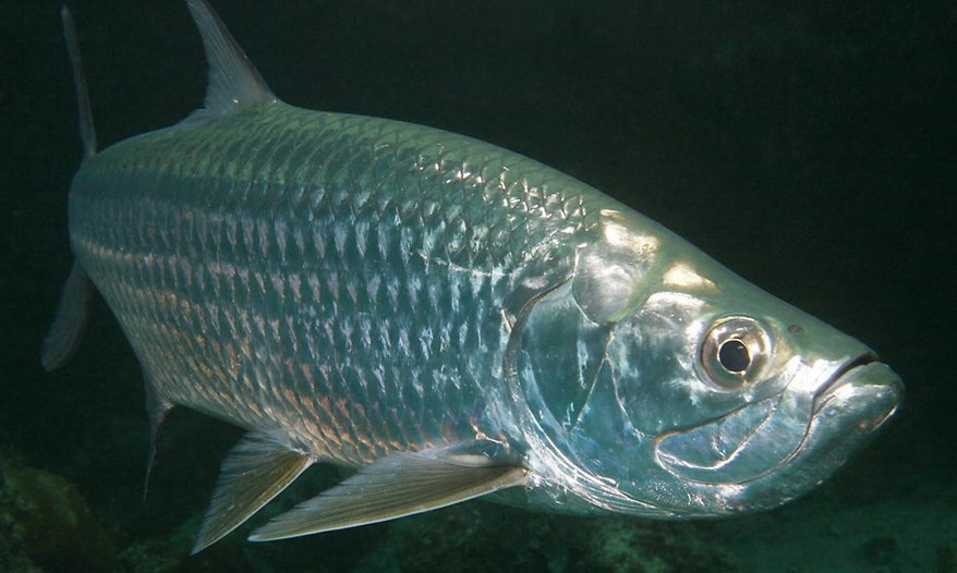 Top 10 Game Fish of Puerto Rico