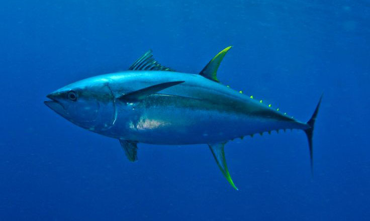 Top 10 Game Fish of Puerto Rico